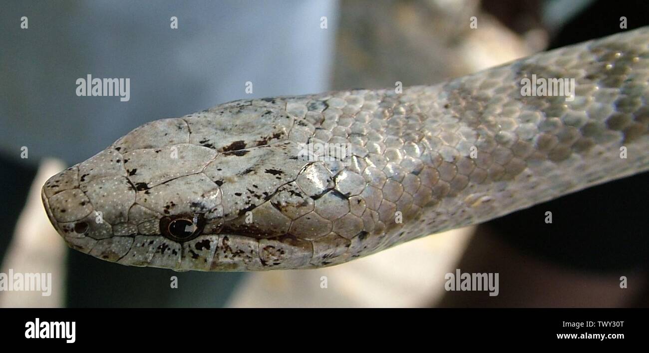Kevin Wright High Resolution Stock Photography and Images - Alamy