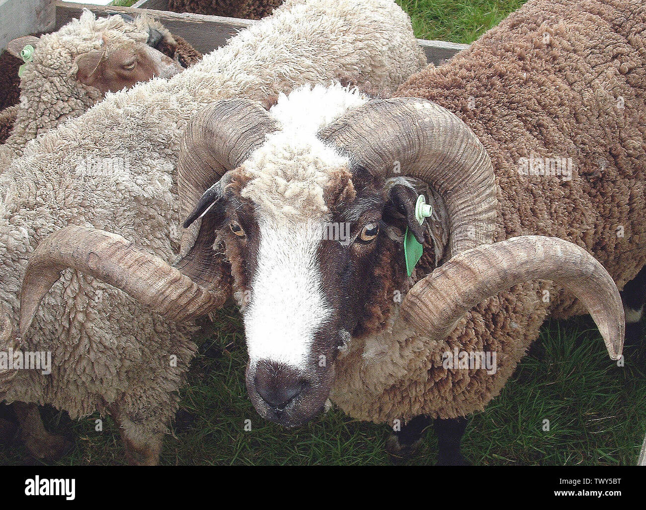 Waimate High Resolution Stock Photography and Images - Alamy