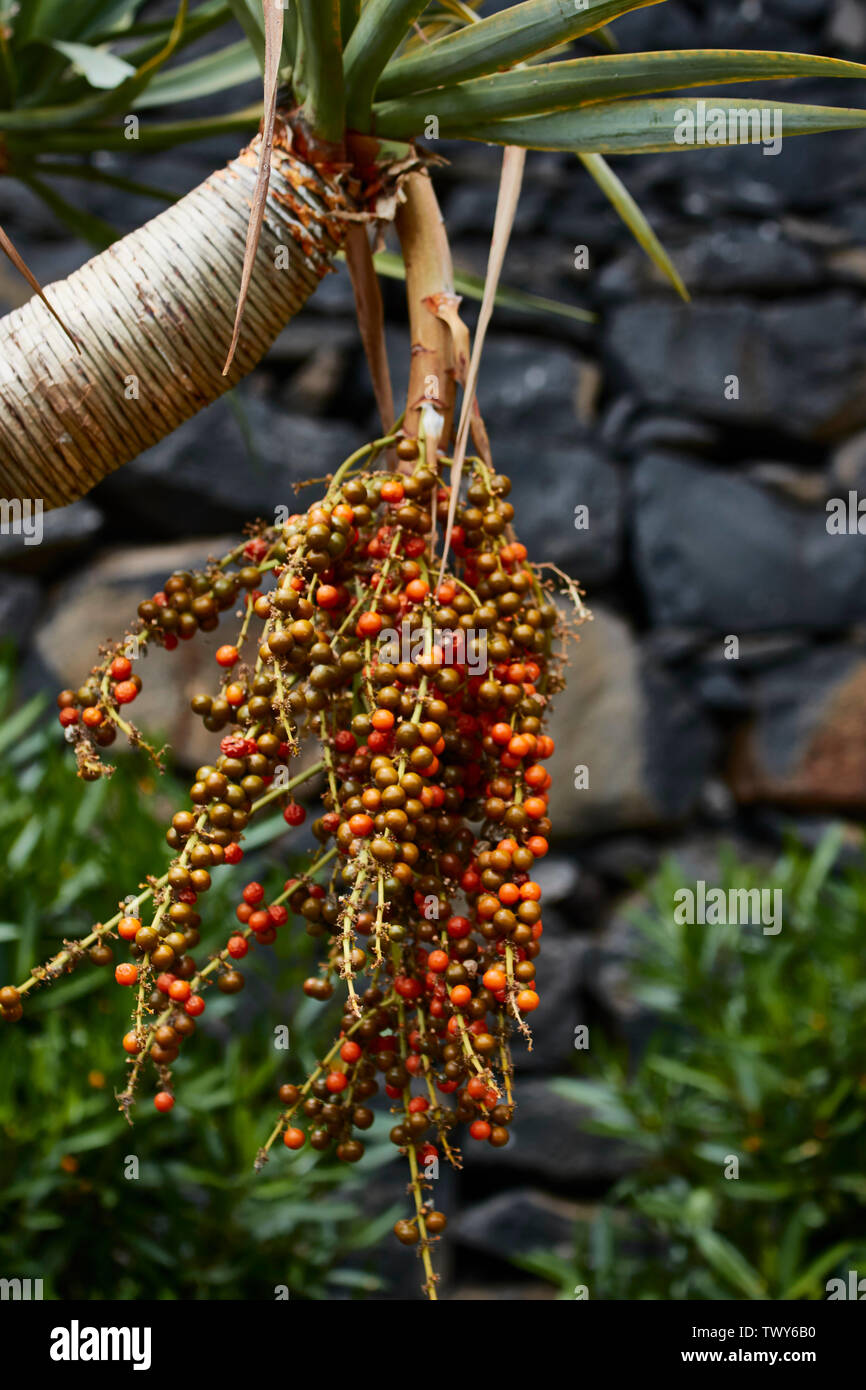 Funchal spring flora, Madeira, Portugal, European Union Stock Photo - Alamy