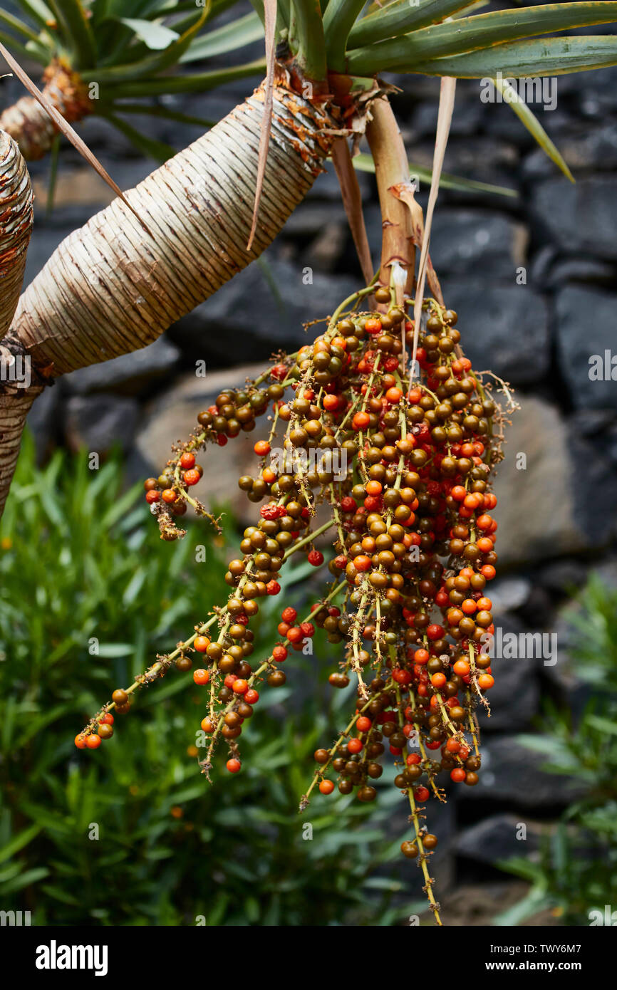 Funchal spring flora, Madeira, Portugal, European Union Stock Photo - Alamy