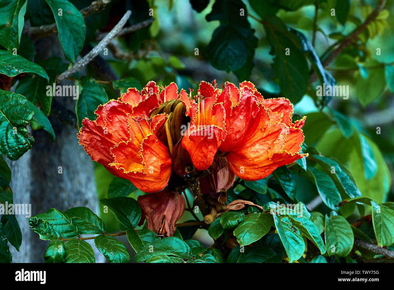 Red Flame of the Forest flowers growing in Funchal, Madeira, Portugal ...