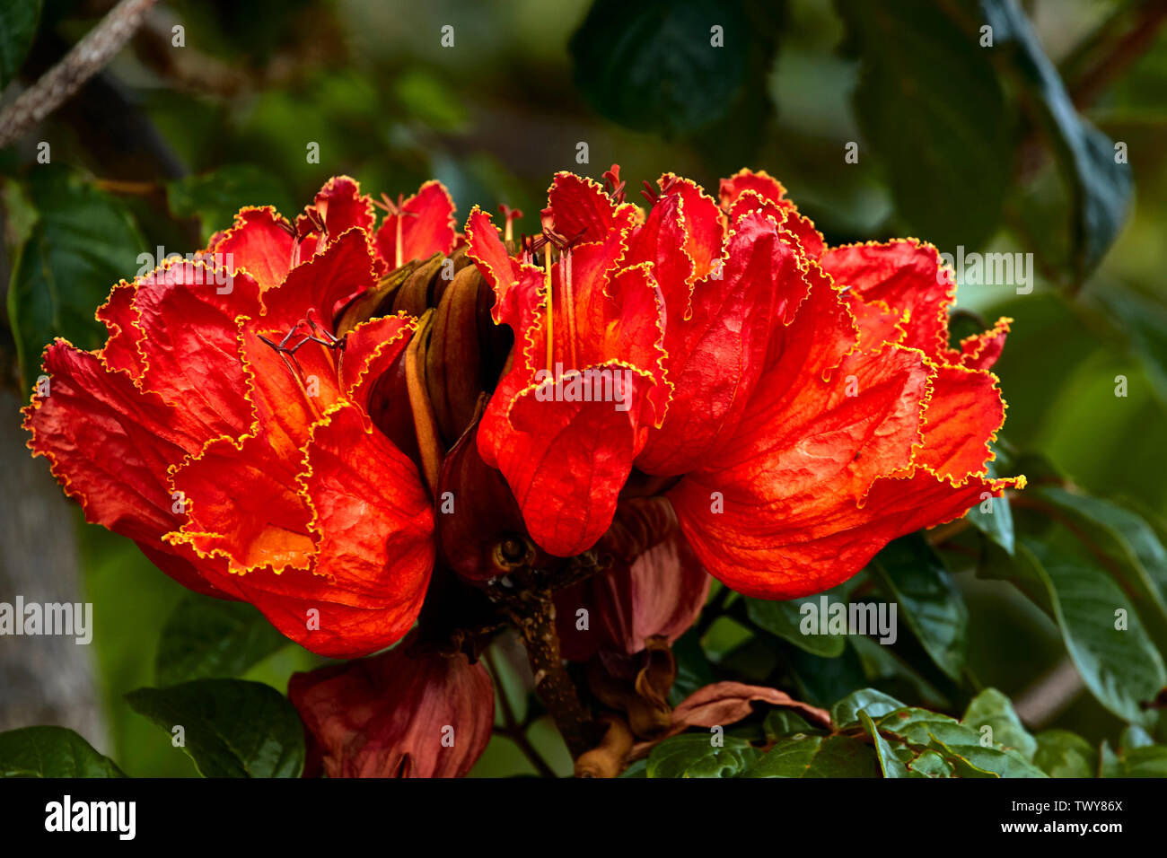 Red Flame of the Forest flowers growing in Funchal, Madeira, Portugal ...