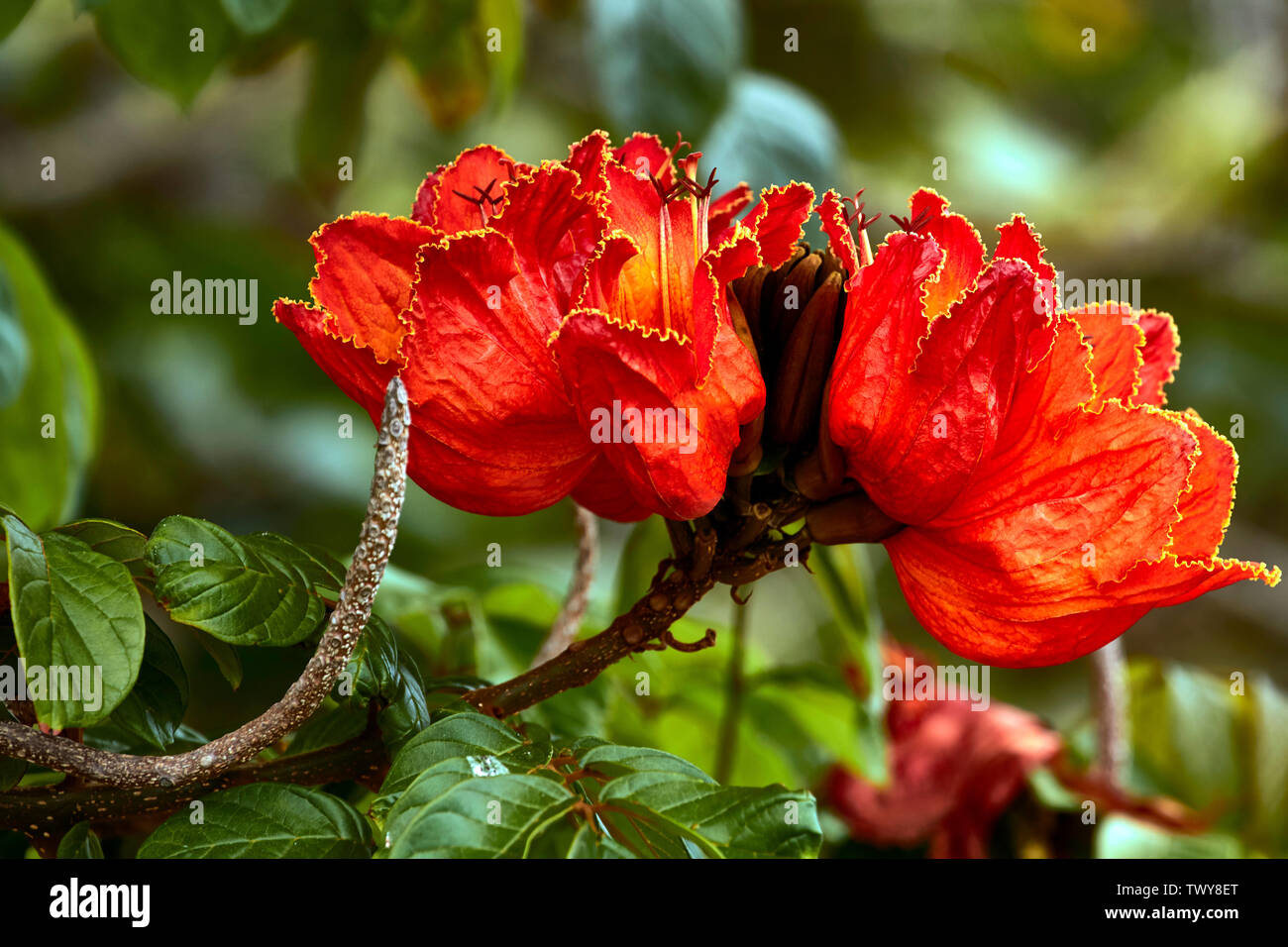 Red Flame of the Forest flowers growing in Funchal, Madeira, Portugal ...