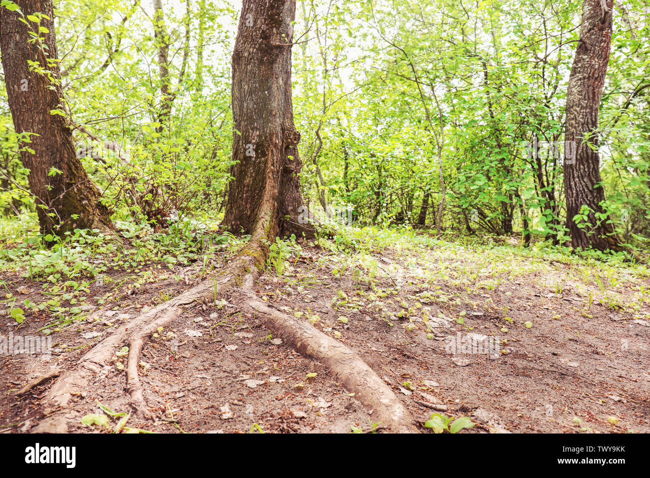 Old tree with roots in forest Stock Photo - Alamy