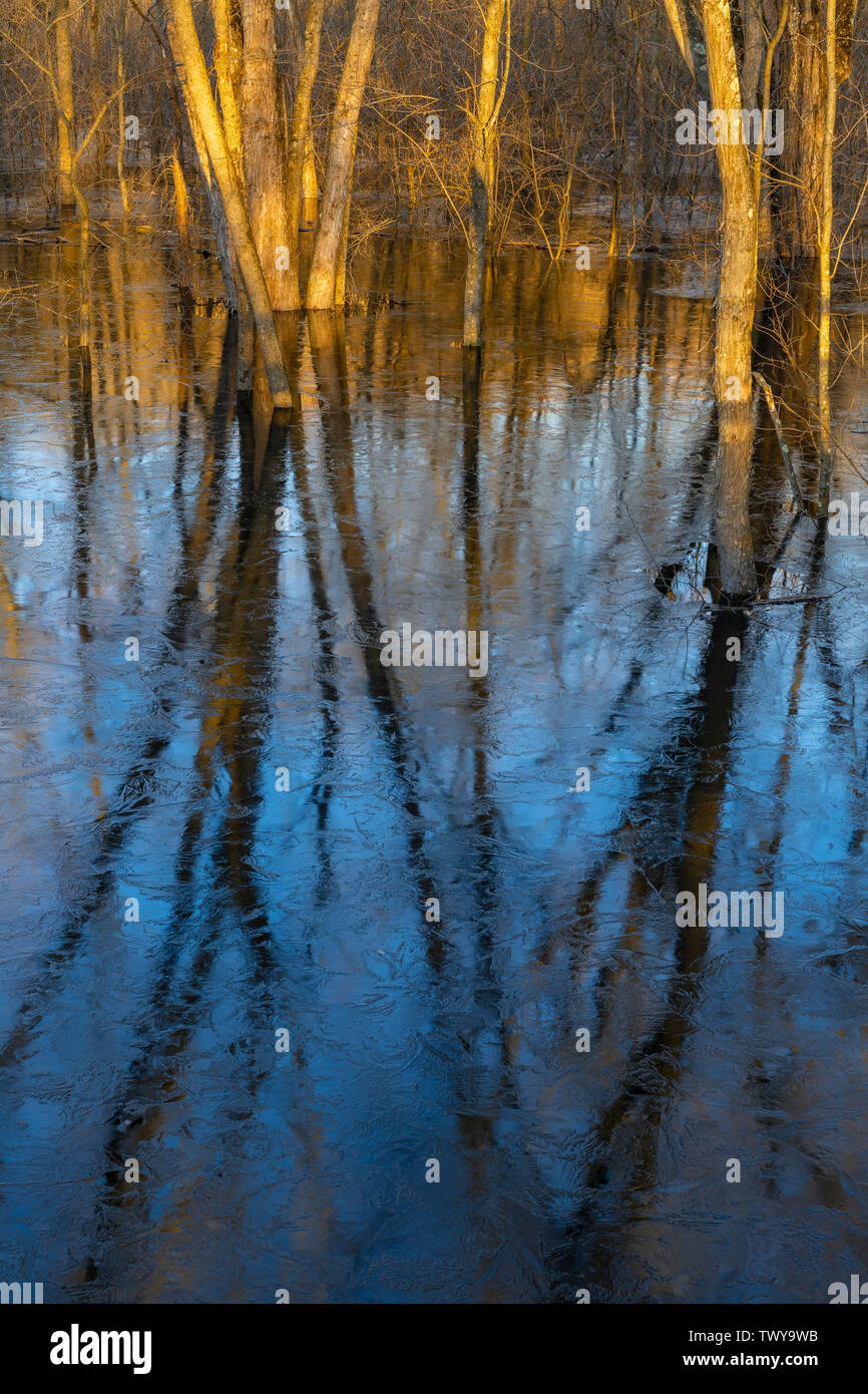 Spring flooding along floodplain of the St. Croix River, Spring, MN ...