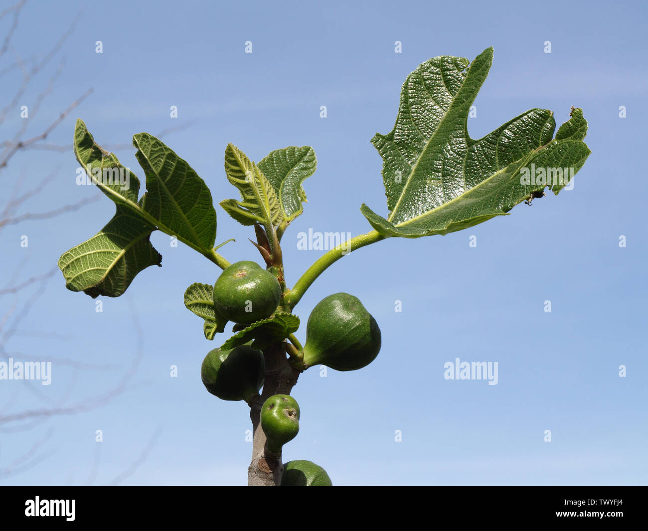 Fig tree in Kavalouri, Corfu, Greece Stock Photo - Alamy