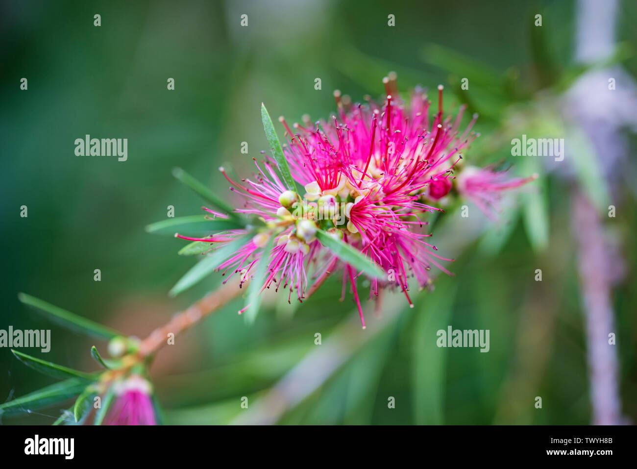 Callistemon species hi-res stock photography and images - Alamy