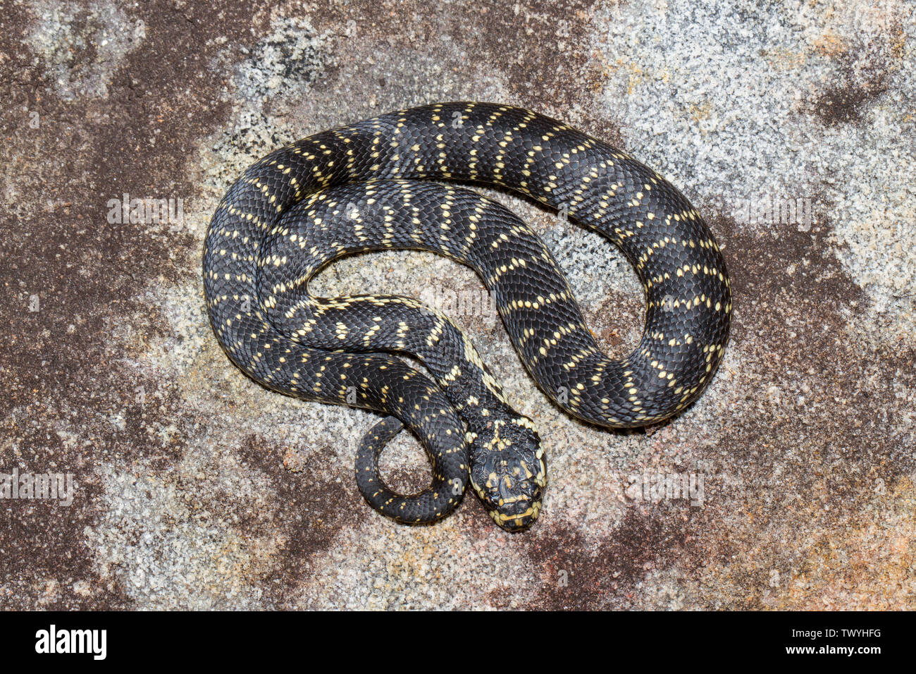 Broad-headed Snake Hoplocephalus bungaroides Stock Photo - Alamy