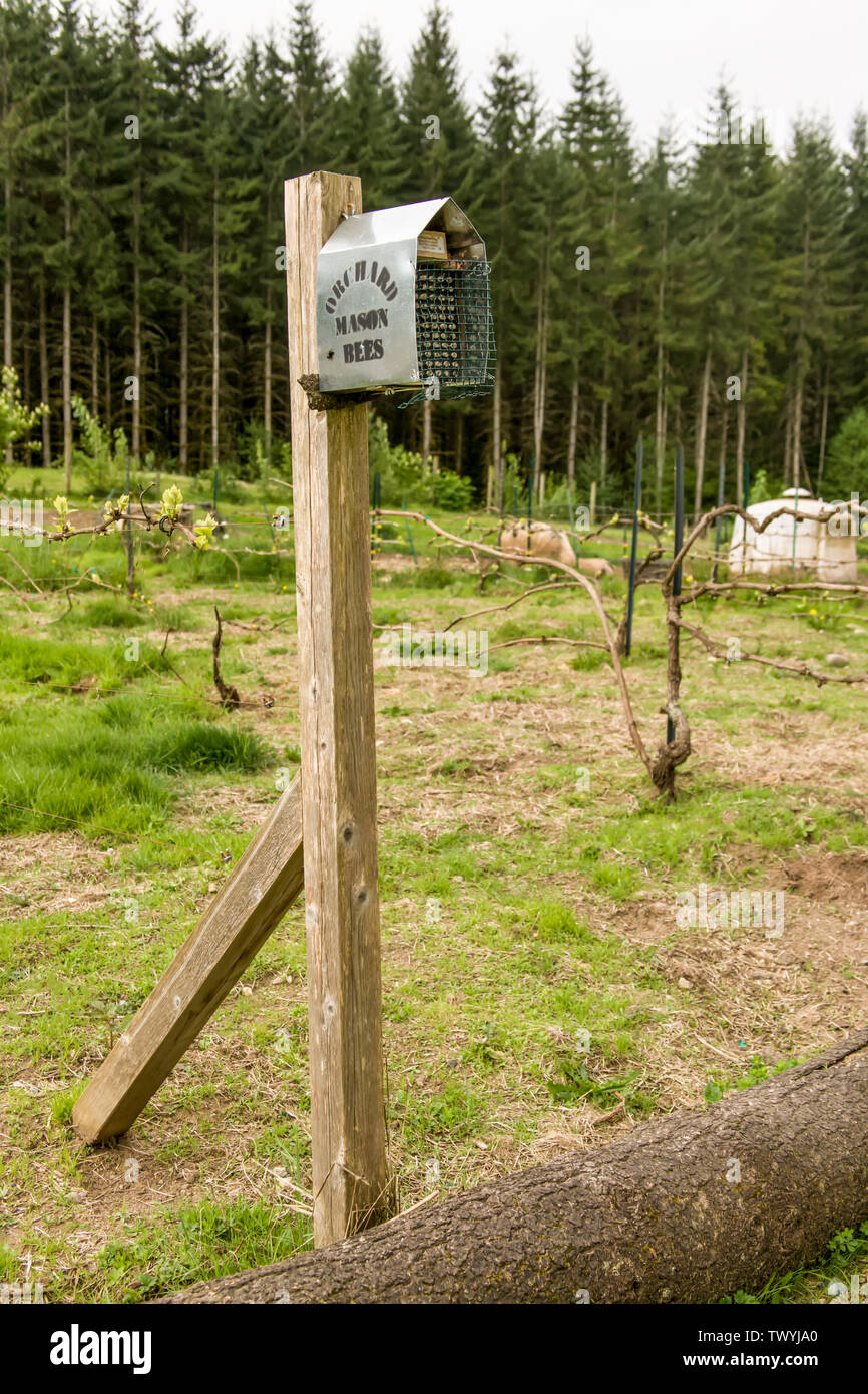 Plastic pig hi-res stock photography and images - Alamy