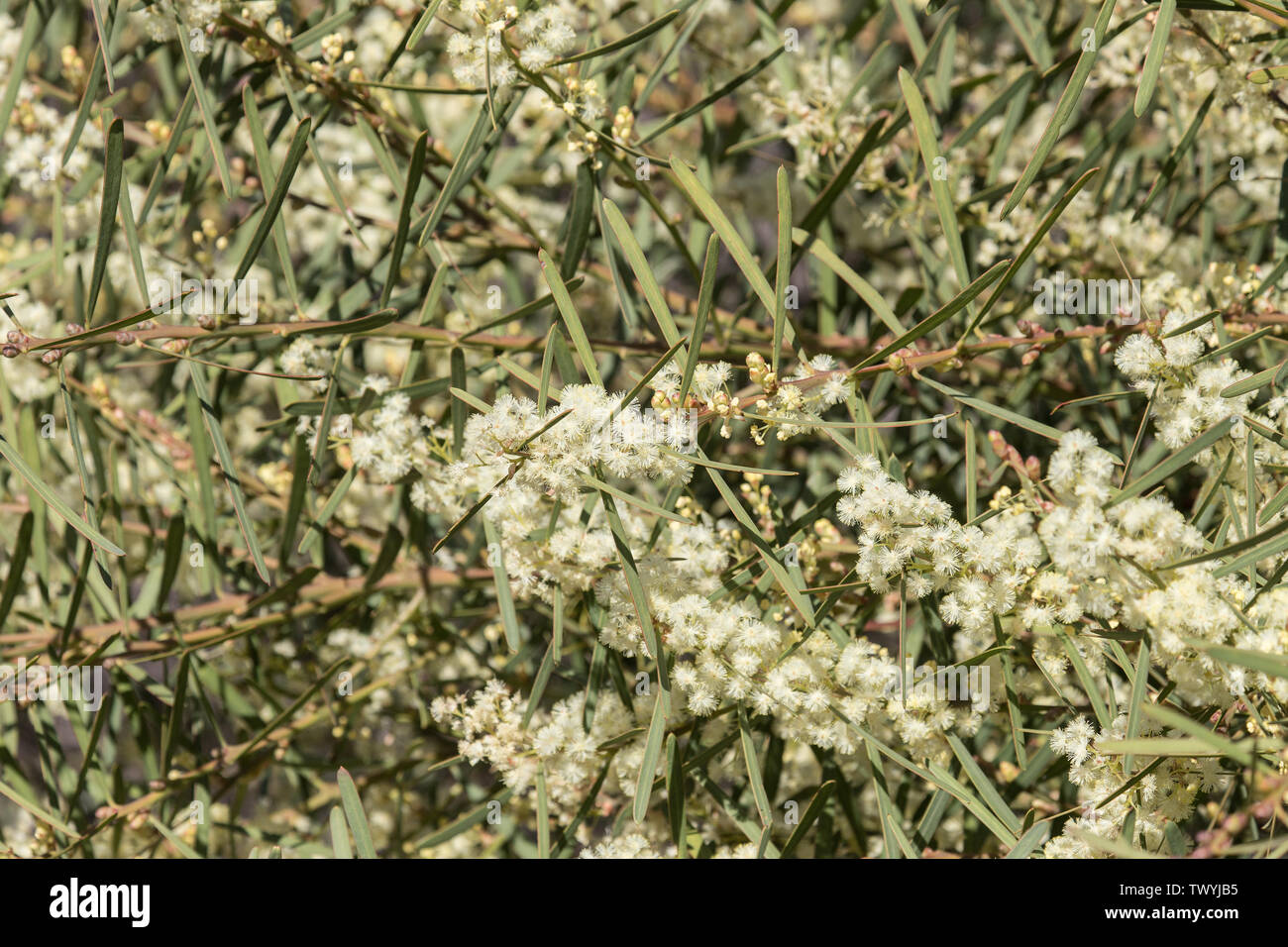 Australian wattle tree hi-res stock photography and images - Alamy
