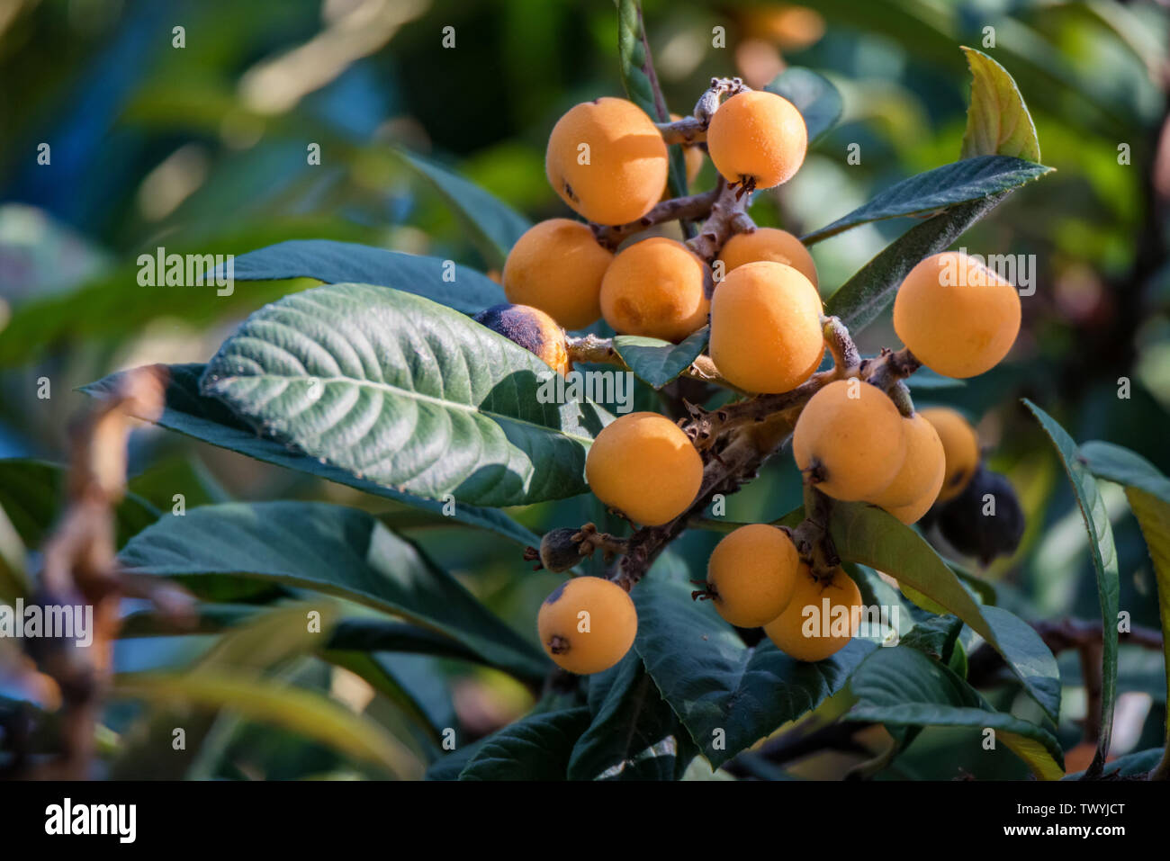 Loquat fruits hi-res stock photography and images - Alamy