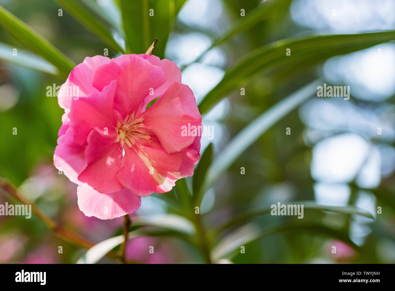 Close up pink oleander or Nerium flower in bloom Stock Photo - Alamy