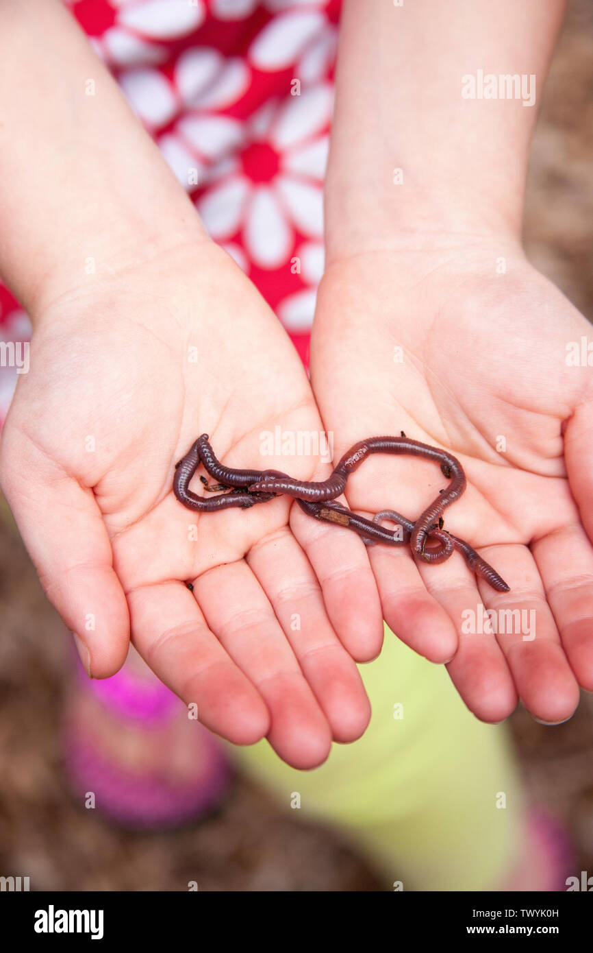 Worm child hand hi-res stock photography and images - Alamy