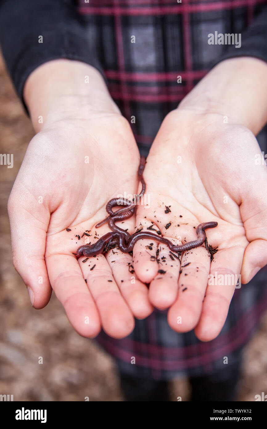 Worm child hand hi-res stock photography and images - Alamy