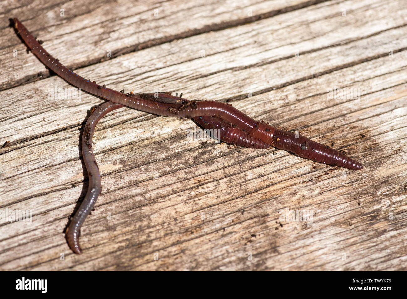 Crawling worm hi-res stock photography and images - Alamy