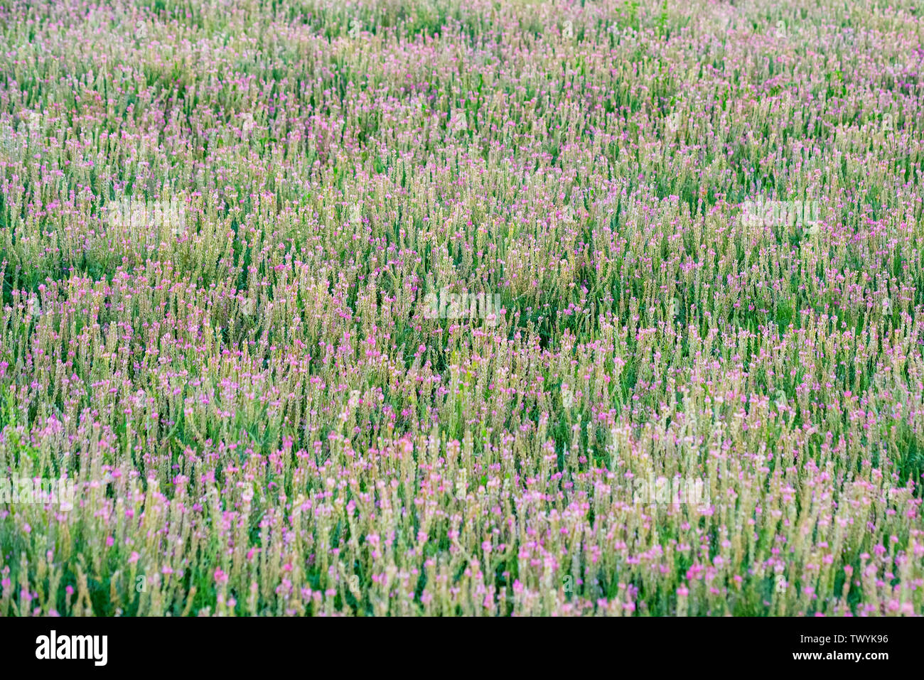 Closeup common sainfoin flowers hi-res stock photography and images - Alamy