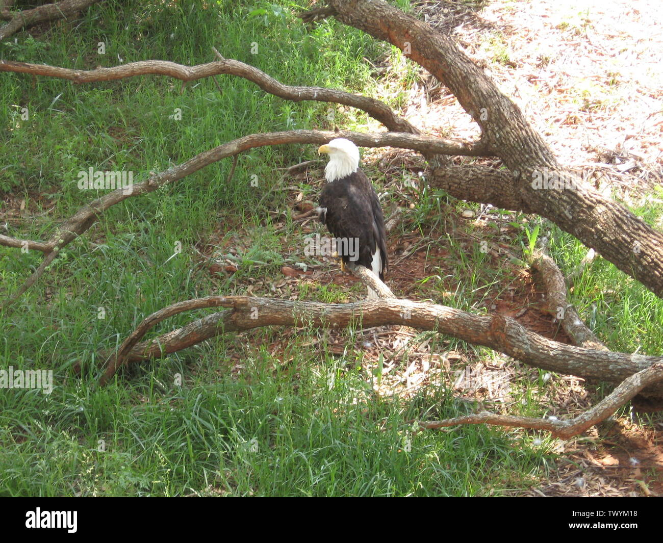 Using the wing hi-res stock photography and images - Alamy