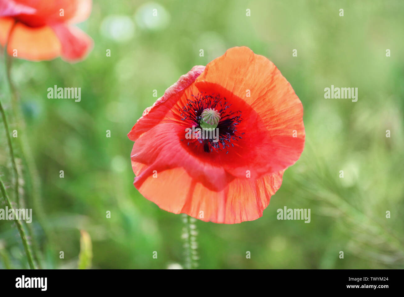 Beautiful red poppy flower in green field Stock Photo - Alamy