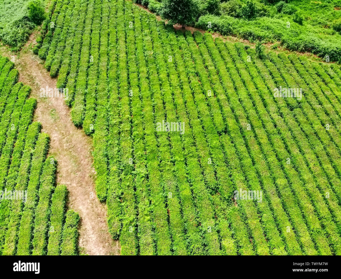 Top view of green tea plantation taken by DJI camera Stock Photo - Alamy