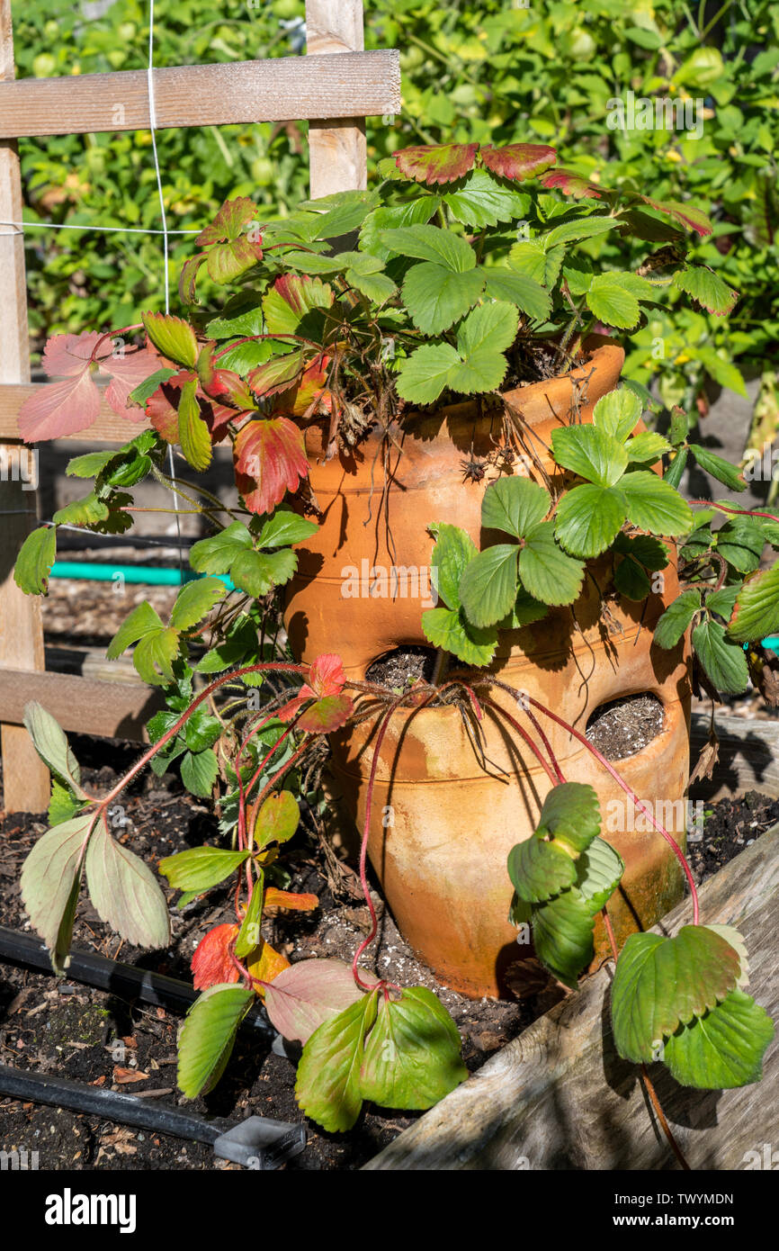 Issaquah, Washington, USA. Strawberries growing in a terracotta clay ...