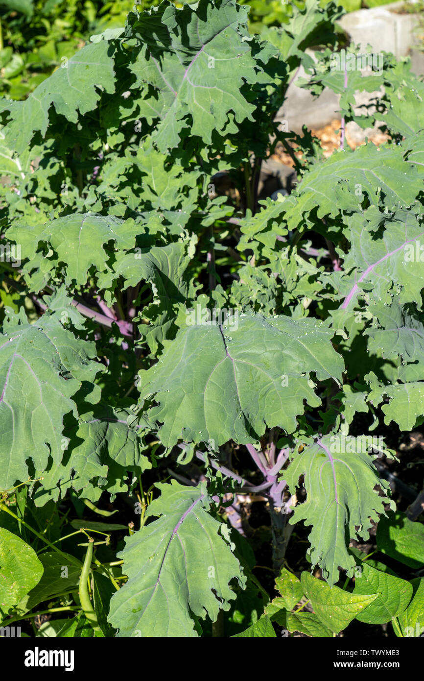 Red leaf kale hi-res stock photography and images - Alamy