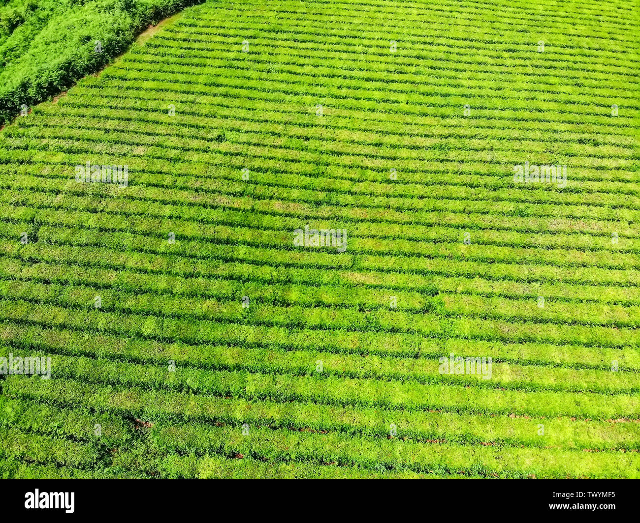 Top view of green tea plantation taken by DJI camera Stock Photo - Alamy