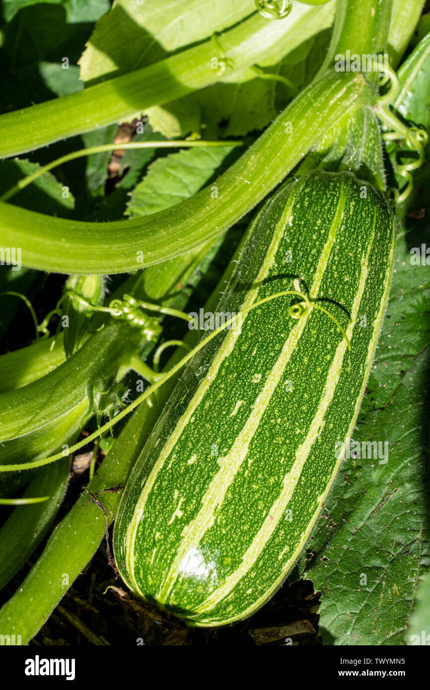 Bush baby hi-res stock photography and images - Alamy