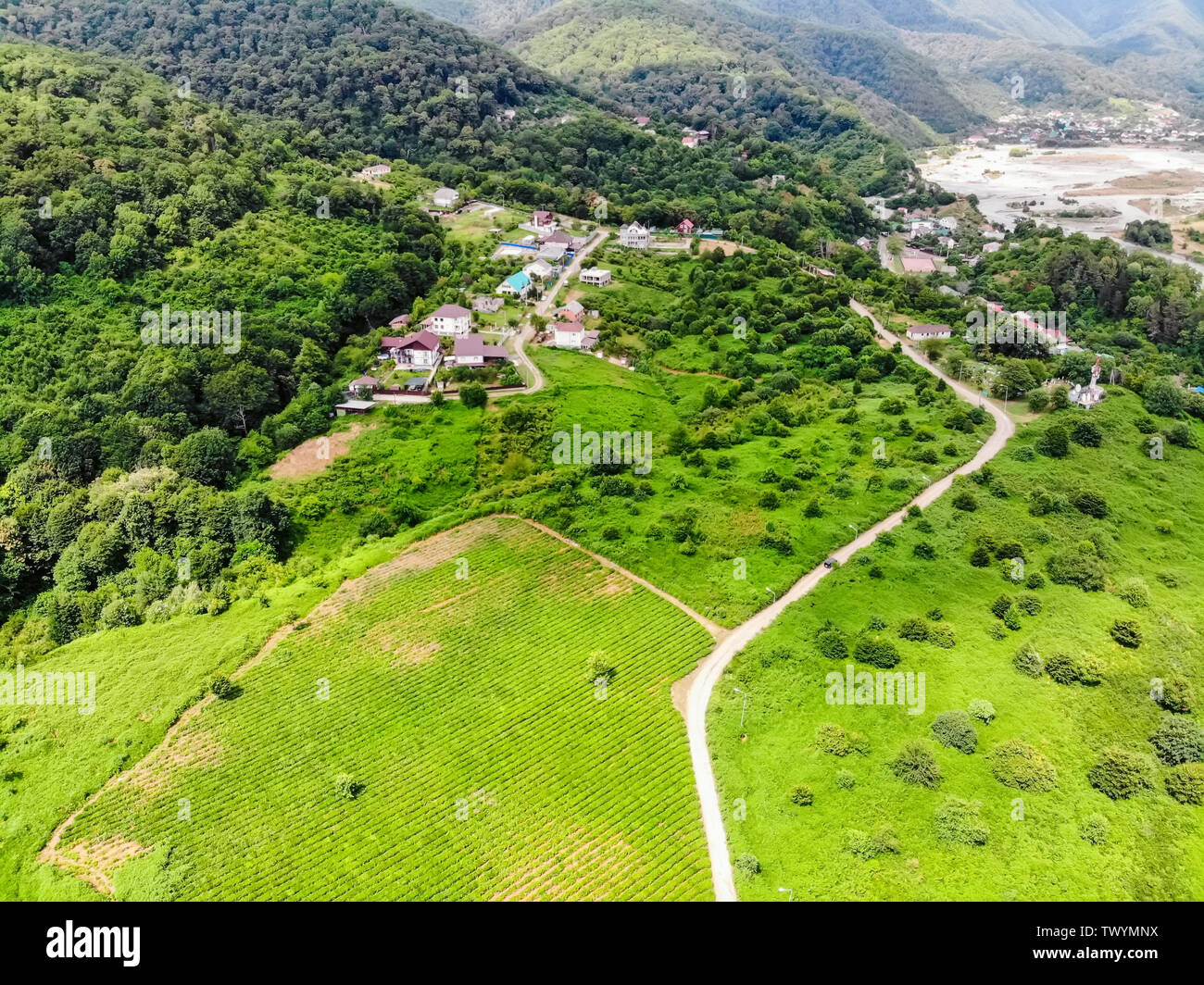 Top view of green tea plantation taken by DJI camera Stock Photo - Alamy