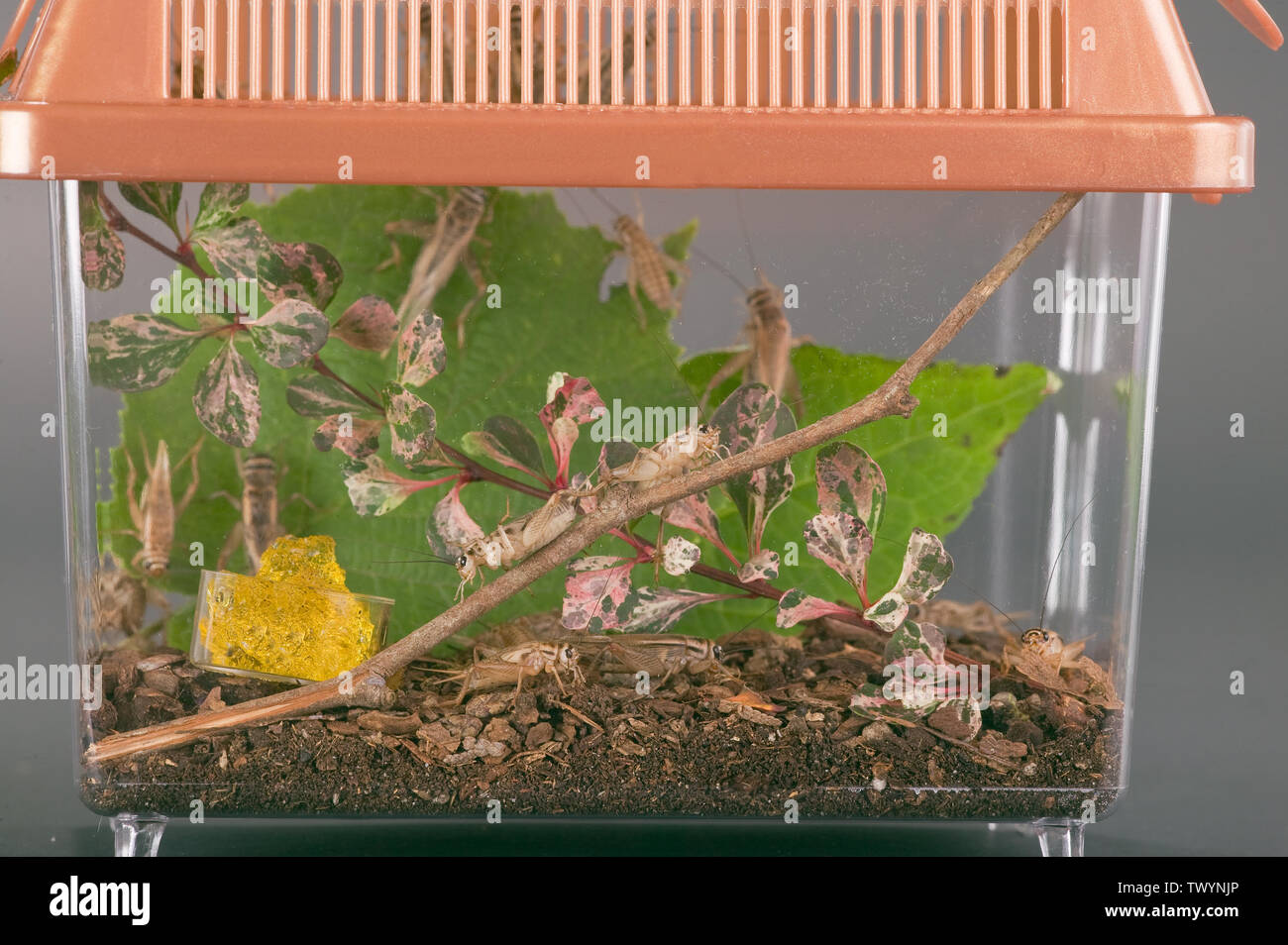 Stick insect cage hi-res stock photography and images - Alamy