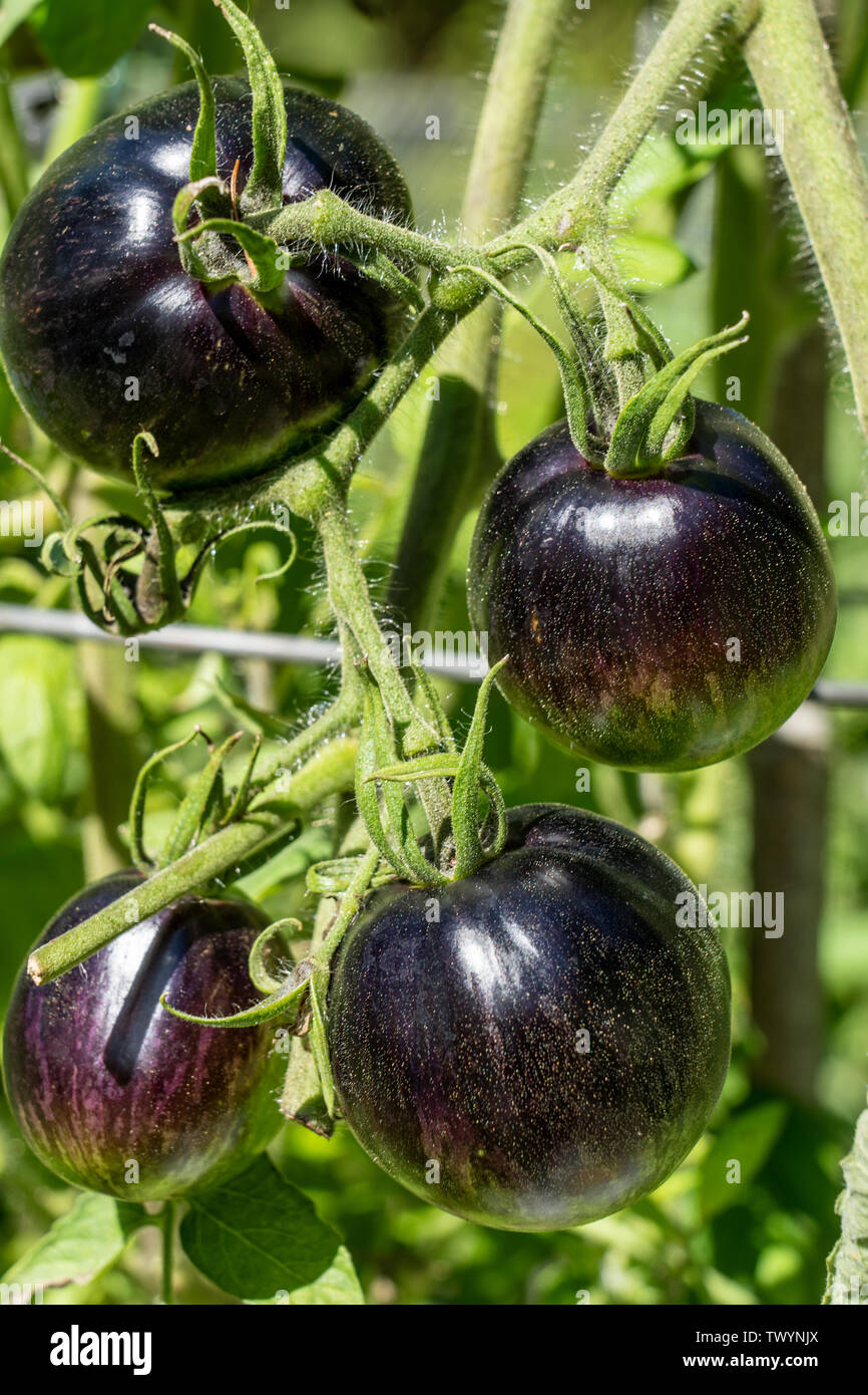 Tomato lycopersicon esculentum hi-res stock photography and images - Alamy