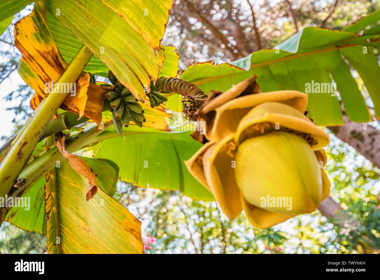 Bottom view cluster of banana fruits hanging from the tree Stock Photo ...