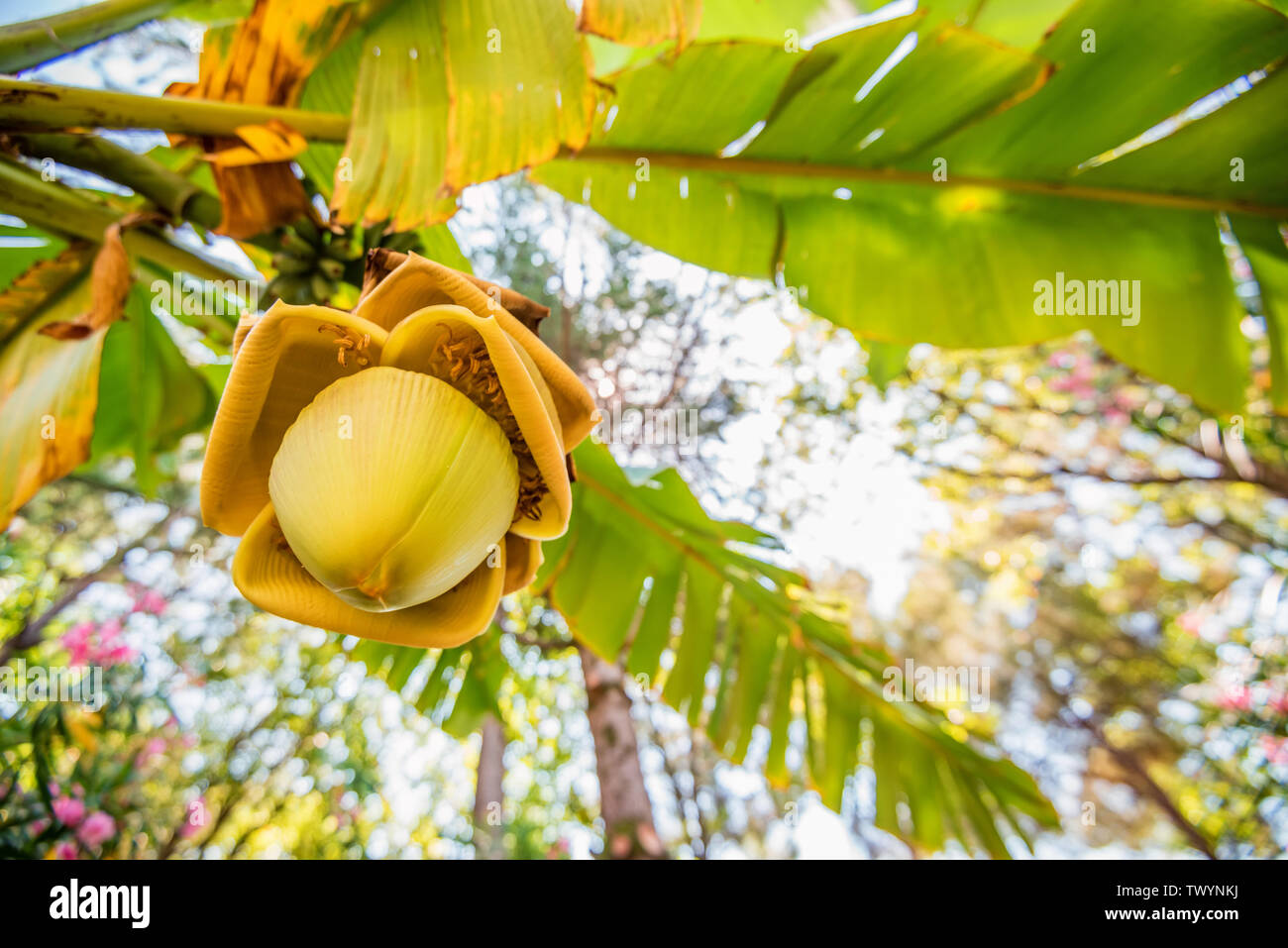 Bottom view cluster of unripe banana fruits hanging from the tree Stock ...