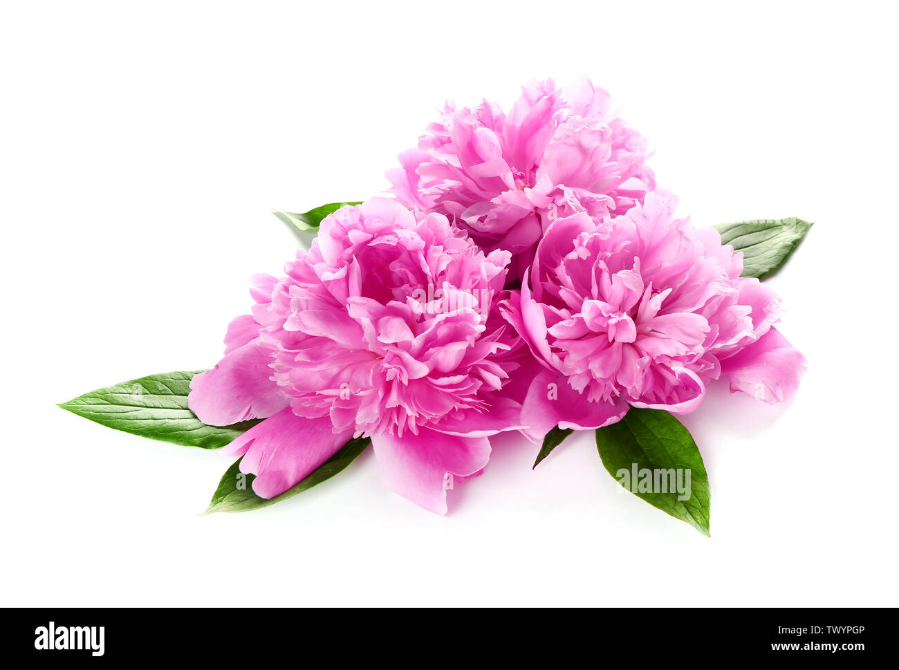 Beautiful peonies on white background Stock Photo - Alamy