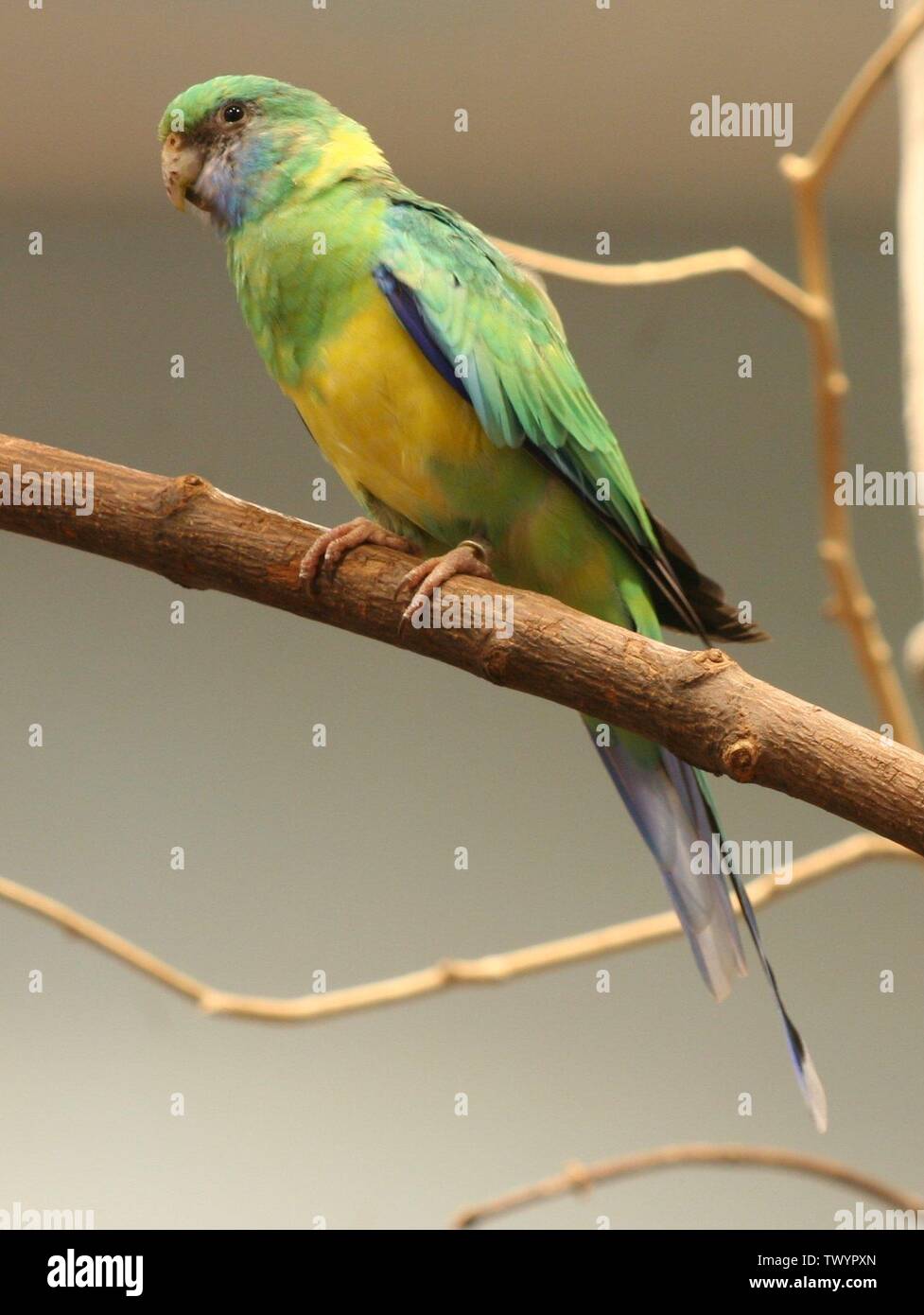 Barnardius zonarius macgillivrayi hi-res stock photography and images ...