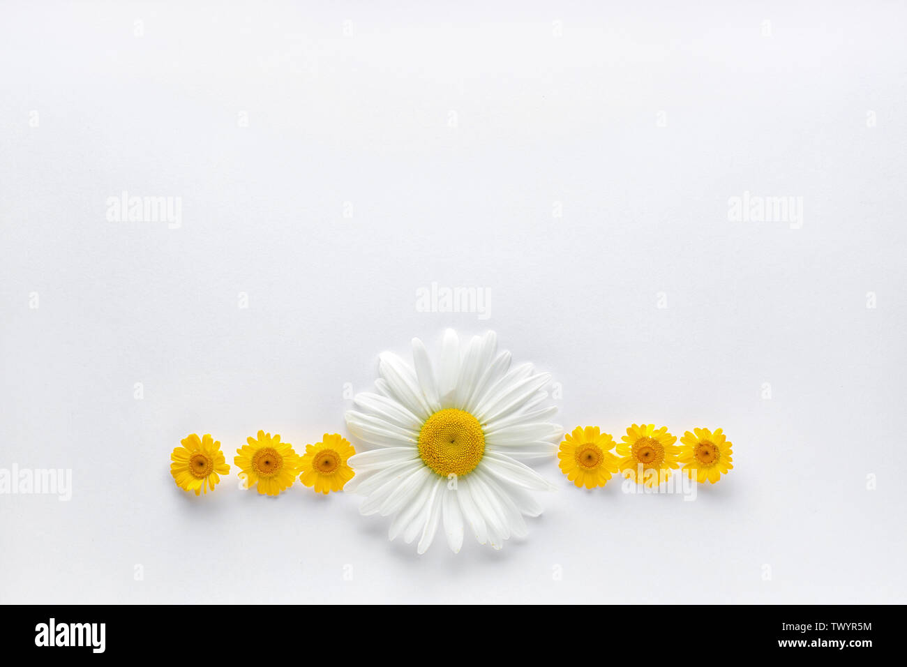 Beautiful flower composition on white background Stock Photo - Alamy