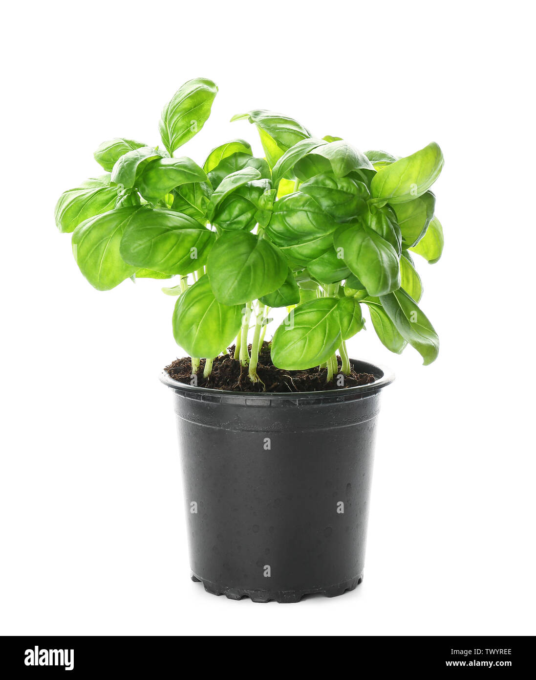 Fresh basil in pot on white background Stock Photo - Alamy