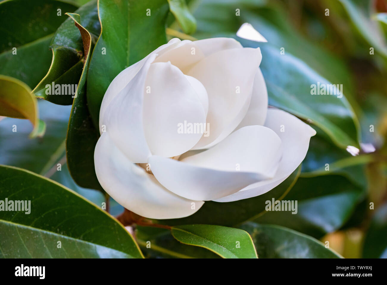 Close up beautiful white magnolia flower on a tree with green leaves ...