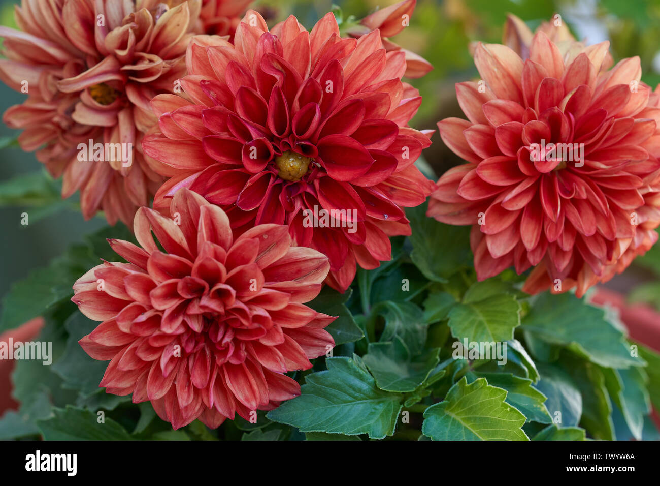 Cluster of beautiful red orange Dahlia flowers Stock Photo - Alamy