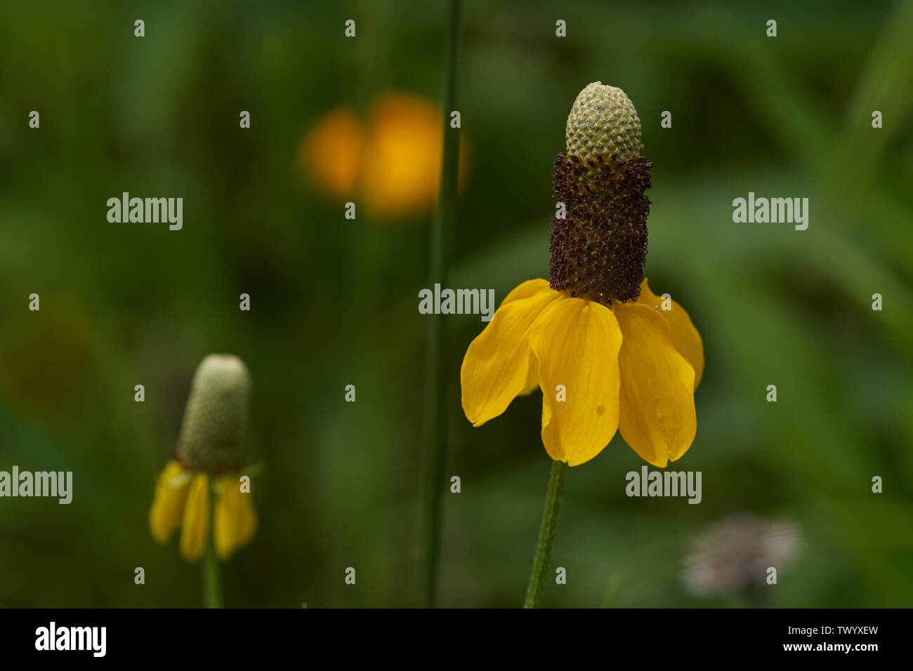 Round sunflower hi-res stock photography and images - Alamy