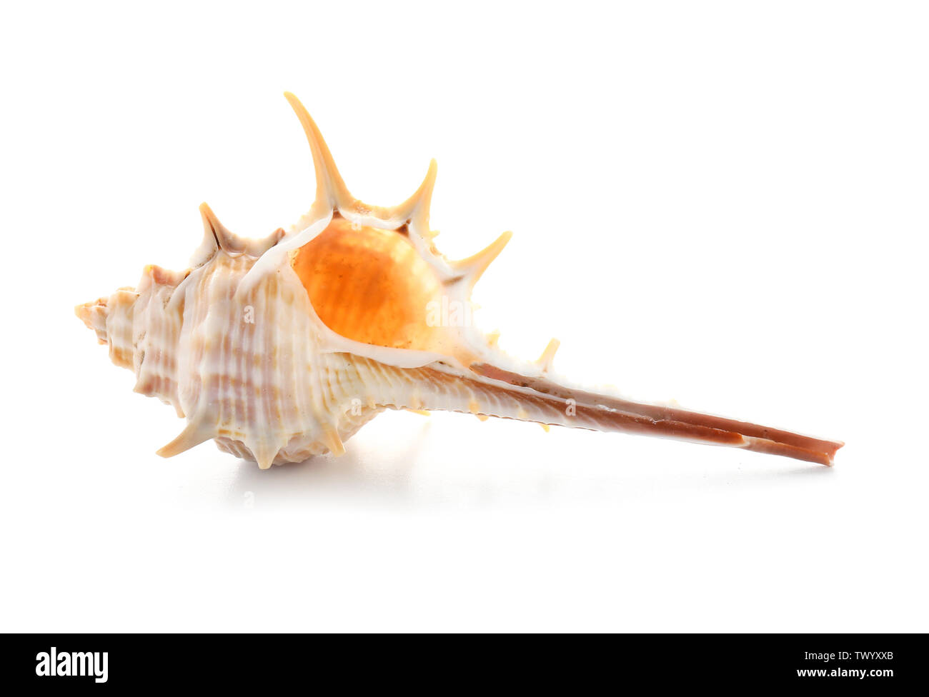 Beautiful sea shell on white background Stock Photo - Alamy
