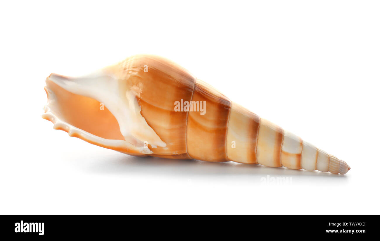 Beautiful sea shell on white background Stock Photo - Alamy