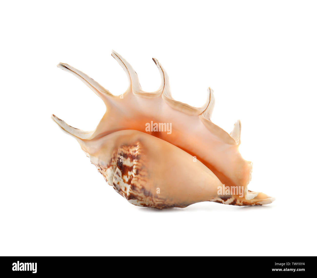 Beautiful sea shell on white background Stock Photo - Alamy