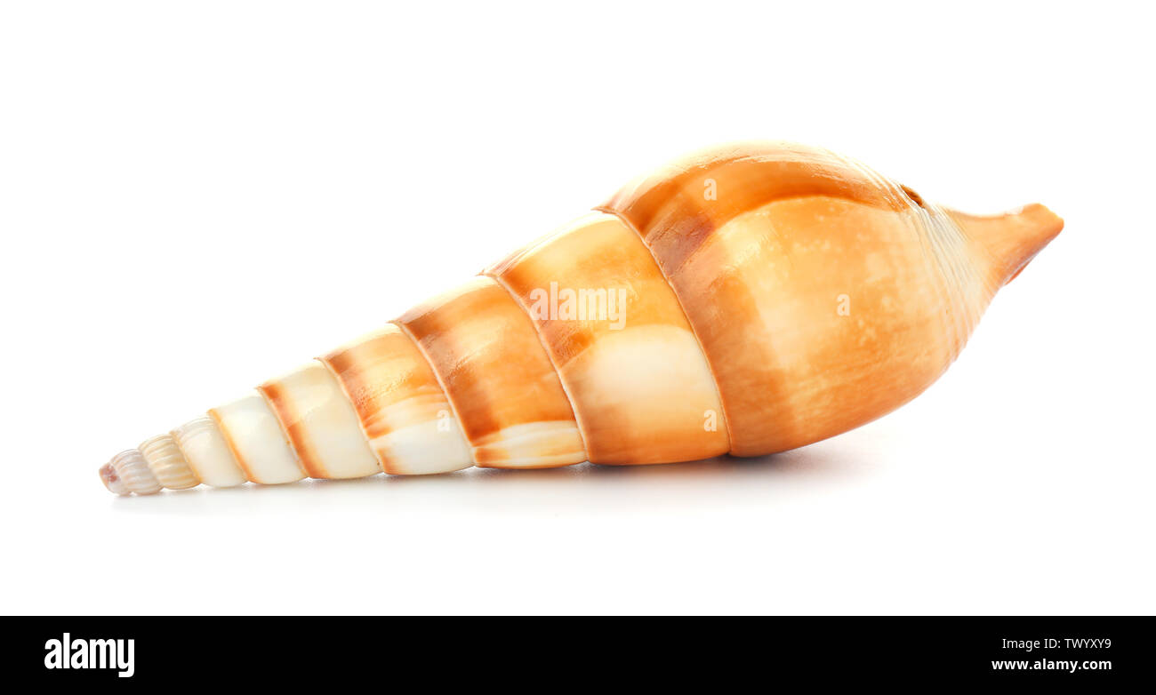 Beautiful sea shell on white background Stock Photo - Alamy