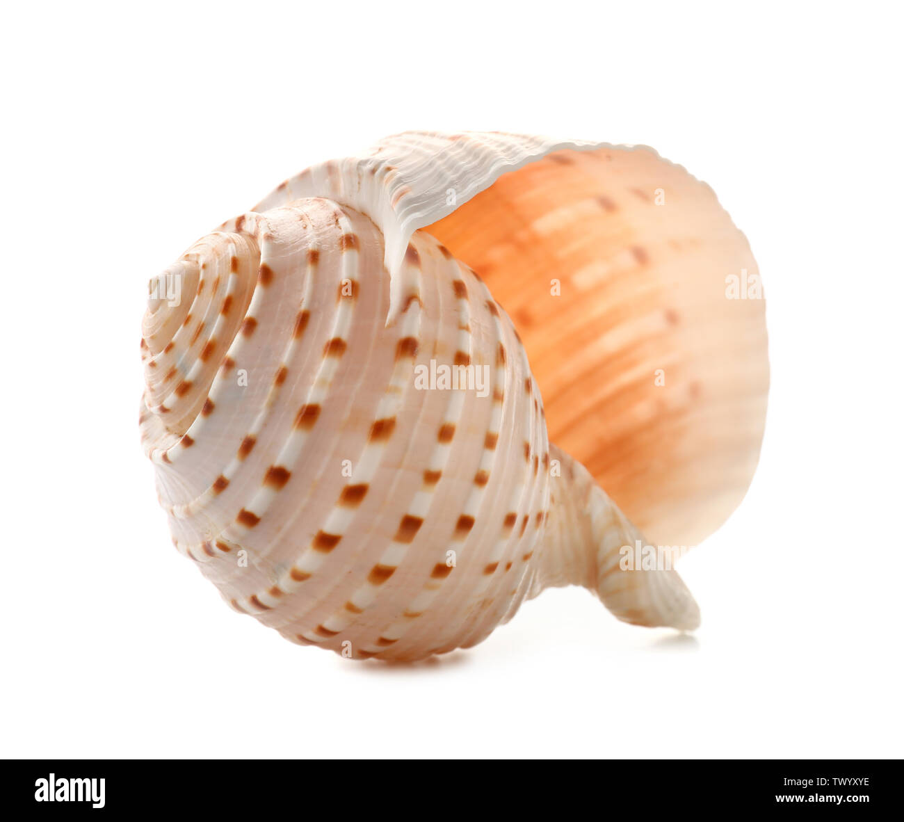 Beautiful sea shell on white background Stock Photo - Alamy