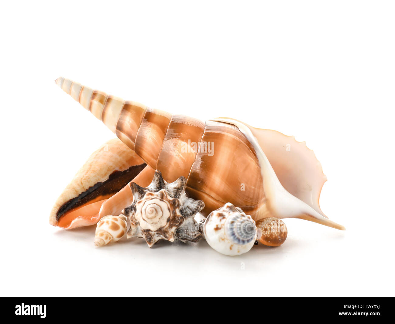 Beautiful sea shells on white background Stock Photo - Alamy