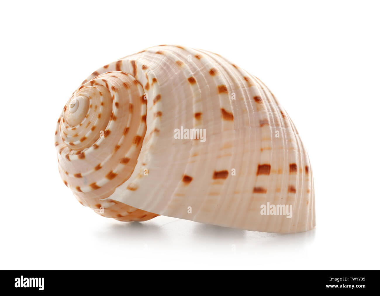 Beautiful sea shell on white background Stock Photo - Alamy