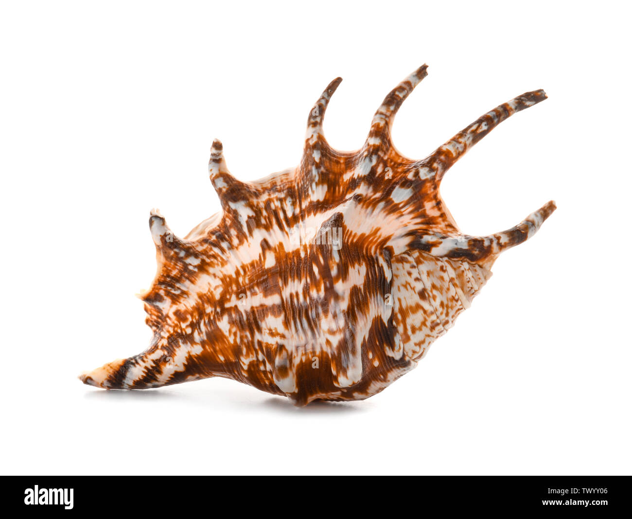 Beautiful sea shell on white background Stock Photo - Alamy