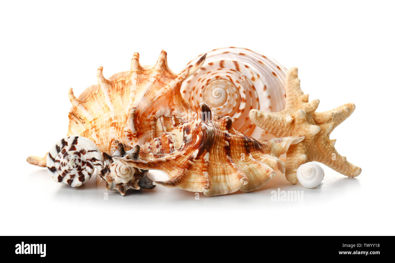 Beautiful sea shells on white background Stock Photo - Alamy