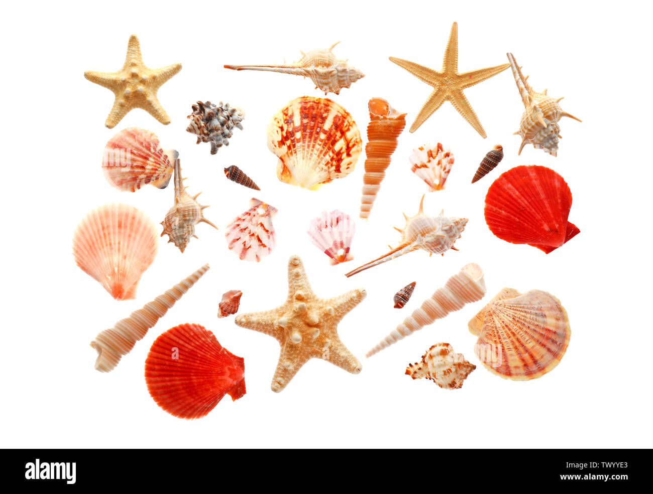 Many beautiful sea shells on white background, top view Stock Photo - Alamy