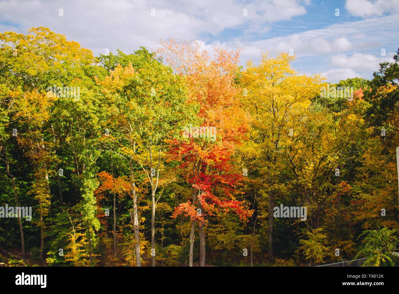 Beautiful greenery of a forest during spring Stock Photo - Alamy